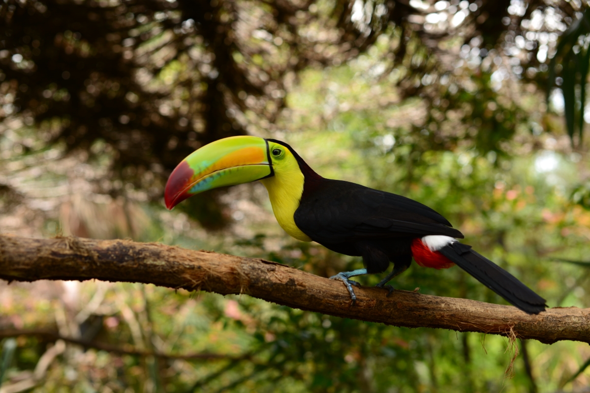 Selva en Belice - Belice Viajes