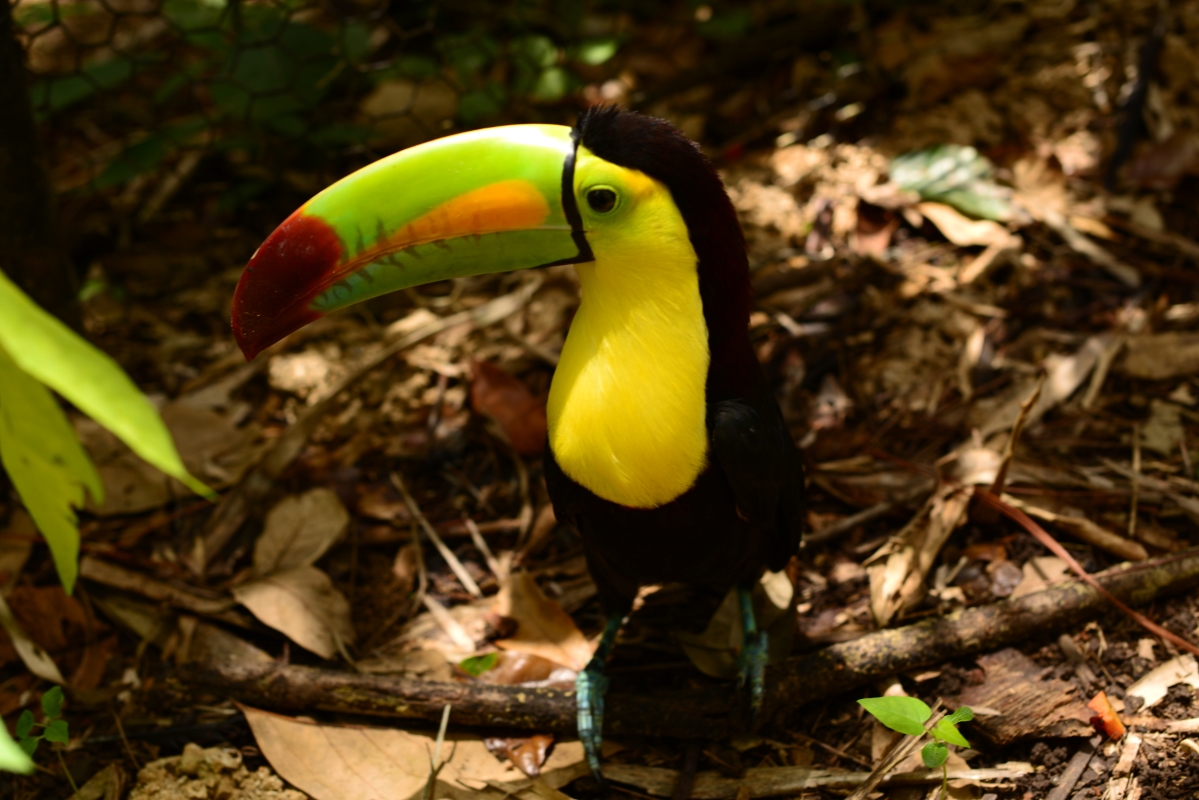 Naturaleza en Belice - Belice Viajes